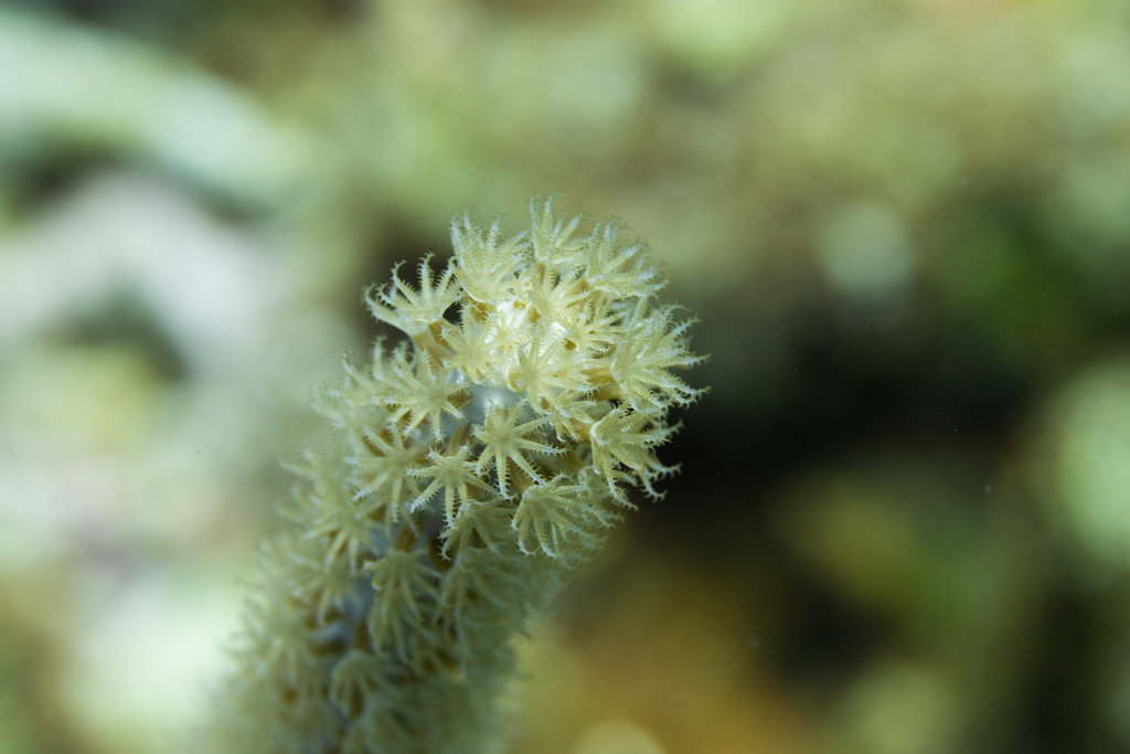 Knobby Sea Rods from Roatán, HN-IB, HN on April 7, 2024 at 11:48 AM by ...