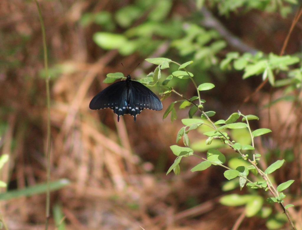 Pipevine Swallowtail from Jacksonville, FL 32224, USA on March 17, 2024 ...