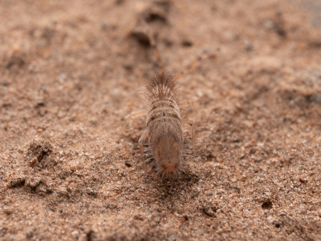 Slender Springtails from 中国北京市海淀区 on April 6, 2024 at 09:35 PM by Yushi ...