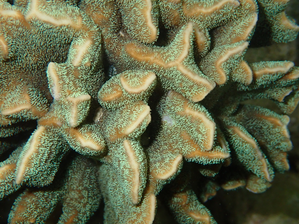 Pavona decussata in April 2024 by Joëlle VINCENT · iNaturalist