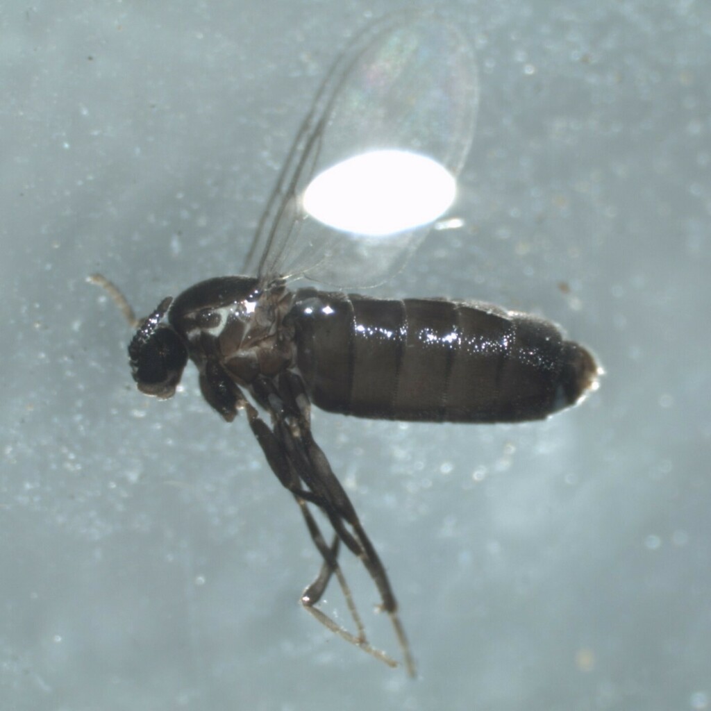 Coboldia fuscipes from South Central Edmonton, Edmonton, AB, Canada on ...