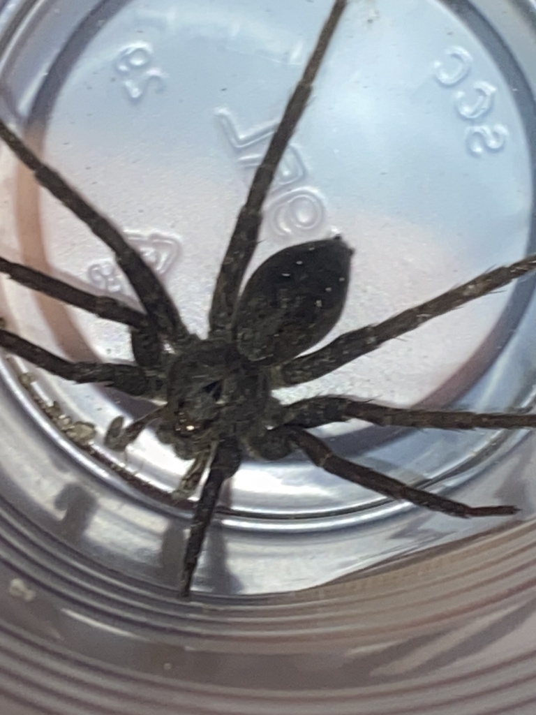 Banded Fishing Spider from Wampum New Galilee Rd, New Beaver, PA, US on ...