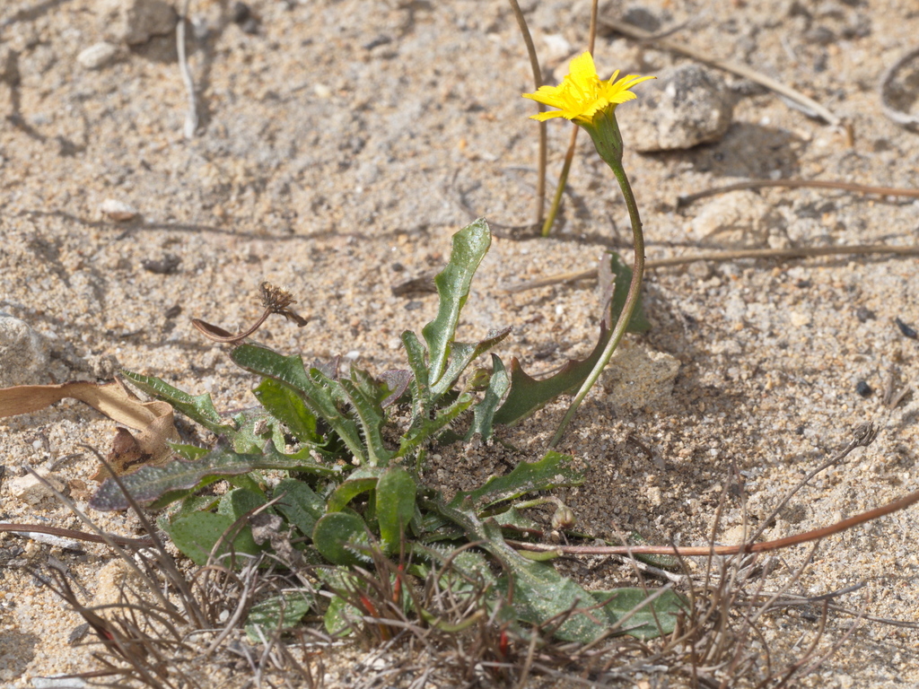Hairy Hawkbit from Heathmere VIC 3305, Australia on March 30, 2024 at ...