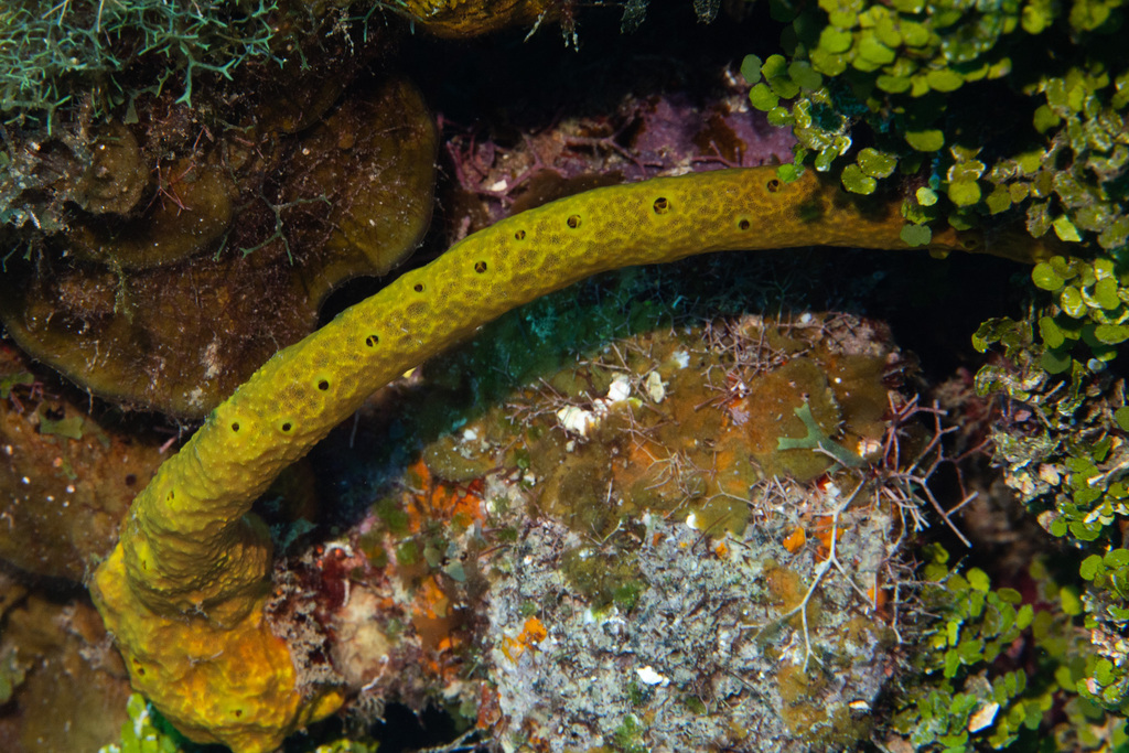 Scattered Pore Rope Sponge from Gibson Bight, Bay Islands, Honduras on ...