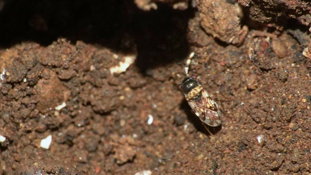 Appolonius picturatus from Mahim Nature Park on April 6, 2024 at 09:08 ...