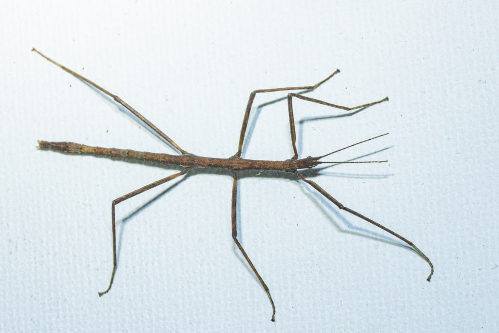 Stick Insects from Charteris Bay 8971, New Zealand on January 30, 2024 ...