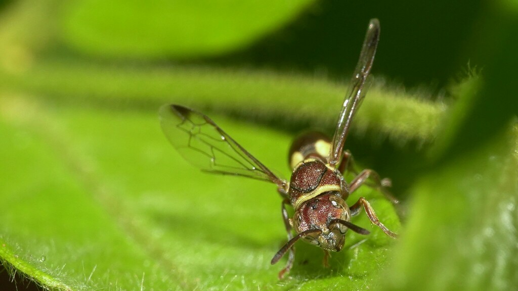 Ropalidia jacobsoni from Mahim Nature Park on April 6, 2024 at 09:34 AM ...