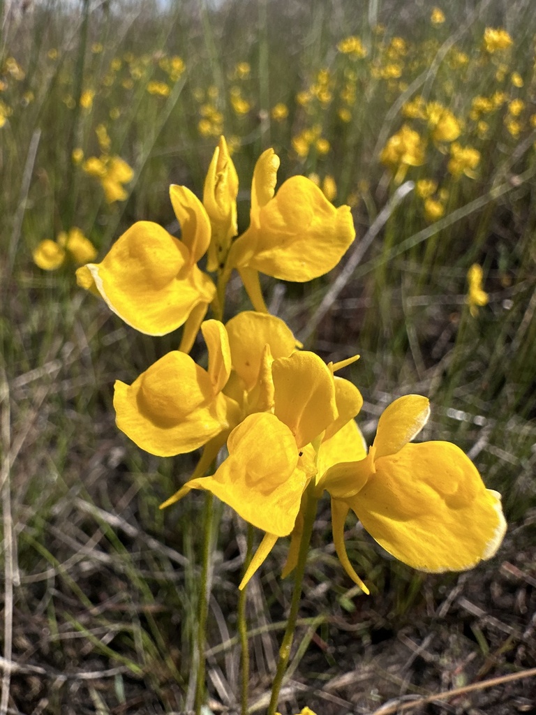 Horned Bladderwort in April 2024 by ly-oh-nee-ah · iNaturalist