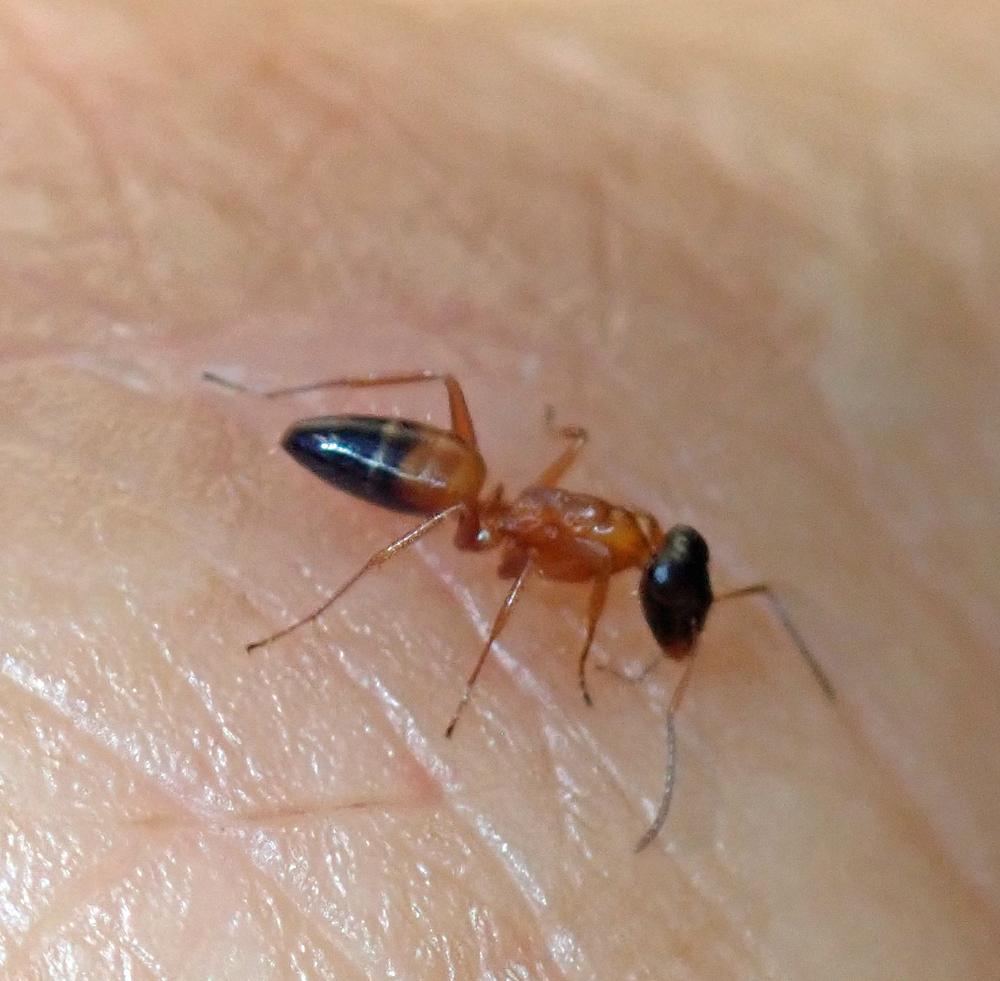 black-headed strobe ant from Brisbane QLD, Australia on April 7, 2024 ...