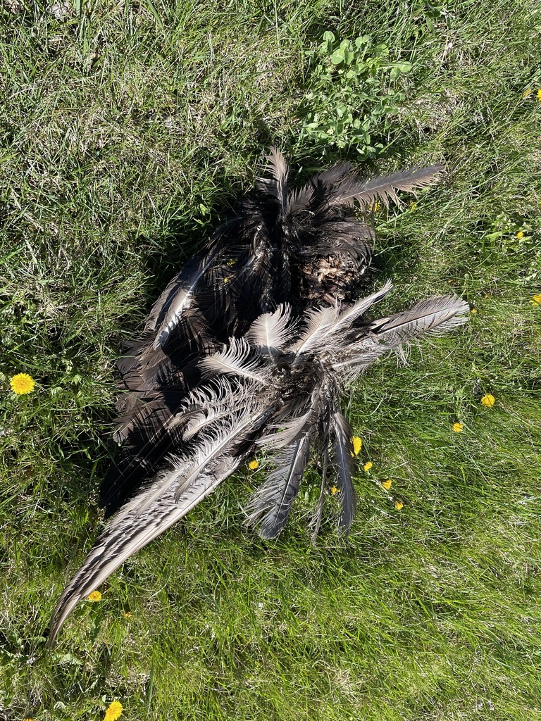 Turkey Vulture from W Elwin Rd, Macon, IL, US on April 6, 2024 at 10:46 ...