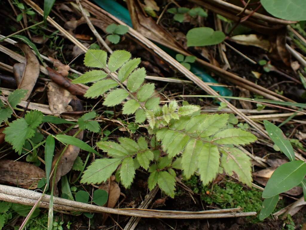 Makamaka in April 2024 by Marley Ford. 5+ seedlings naturalizing under ...