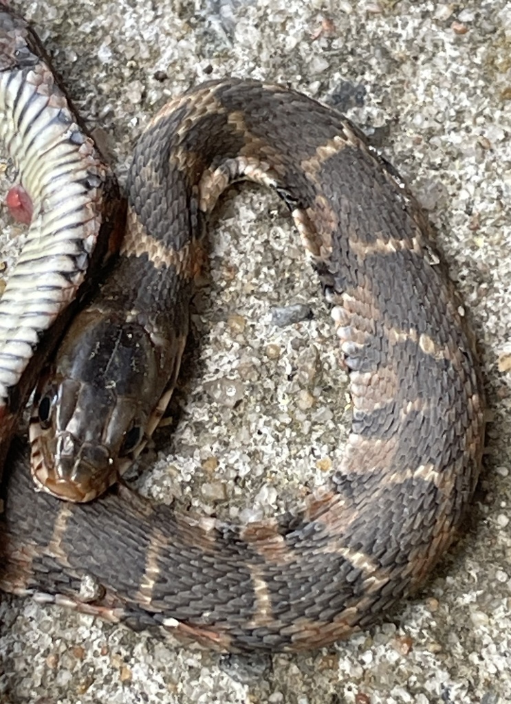 Plain-bellied Watersnake from E Lake Dr, North Little Rock, AR, US on ...