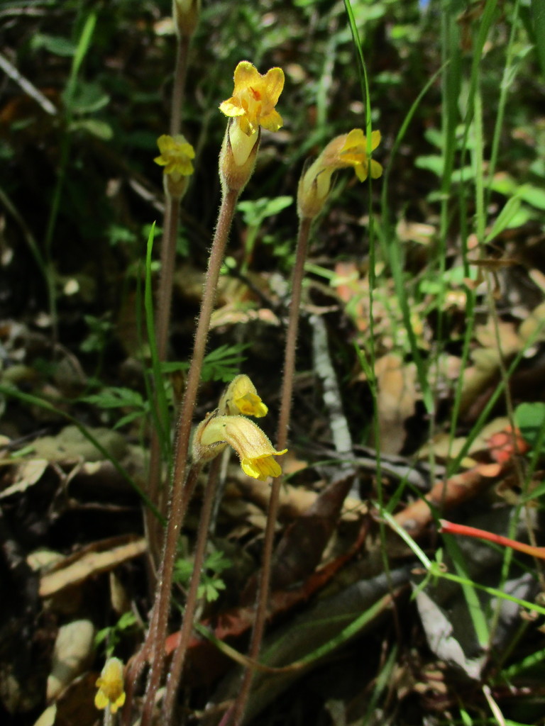 Galium broomrape from Briones Regional Park , California on April 27 ...