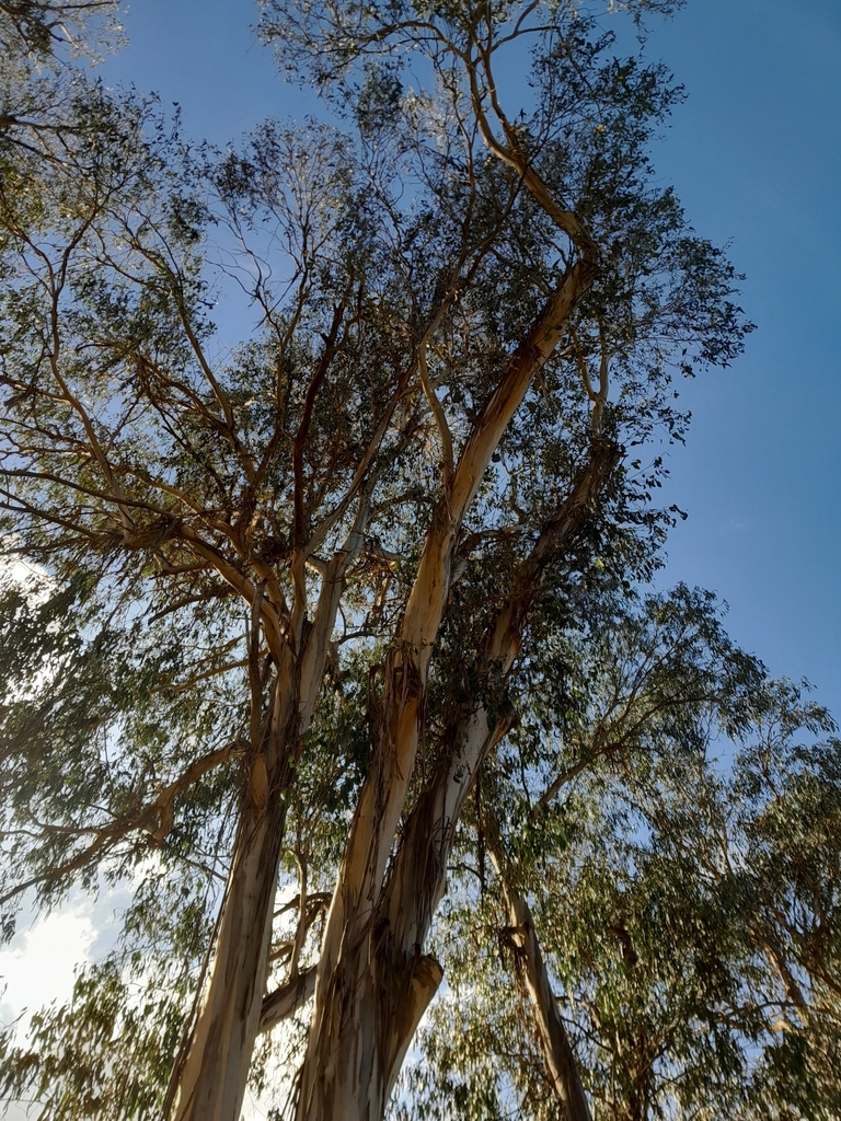 Victorian blue gum from Yackandandah VIC 3749, Australia on April 8 ...
