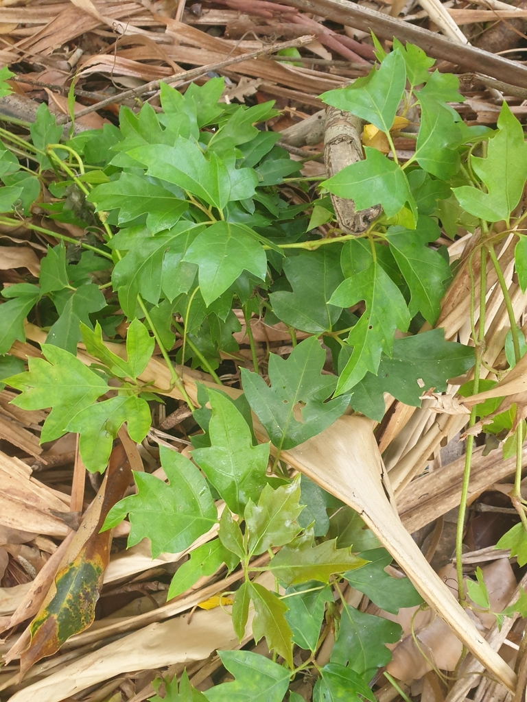 grape ivy from Bronte NSW 2024, Australia on April 8, 2024 at 01:46 PM ...