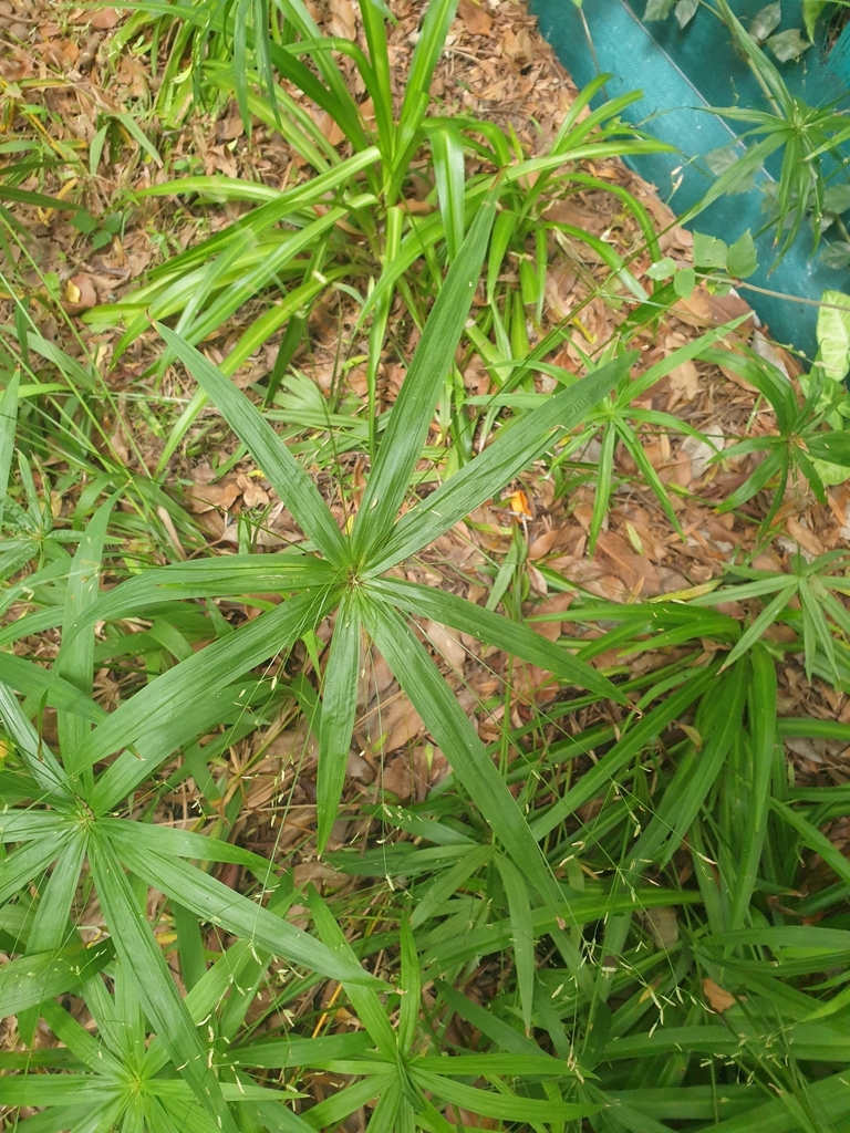 Dwarf striped umbrella sedge from Bronte NSW 2024, Australia on April 8 ...