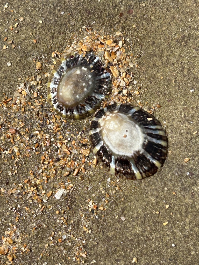Variegated limpet from Little Beach, Bouddi, NSW, AU on April 8, 2024 ...
