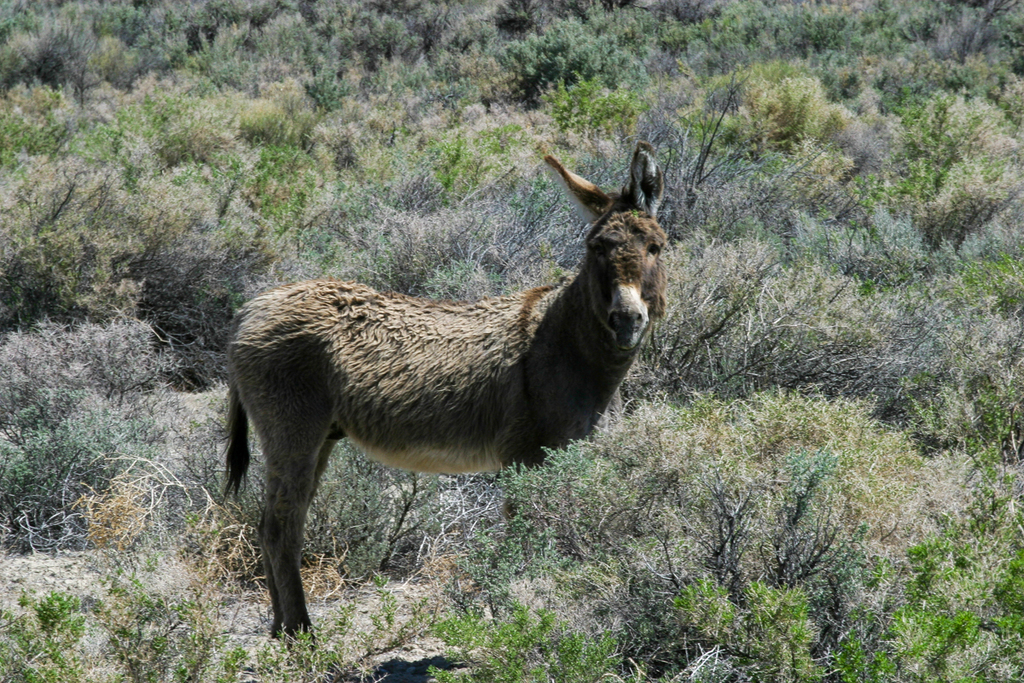 Donkey from Humboldt County, NV, USA on May 23, 2003 at 10:40 AM by ...