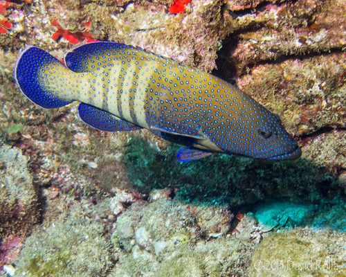 Peacock Grouper (Reef Fish of the Hawaiian Islands) · iNaturalist