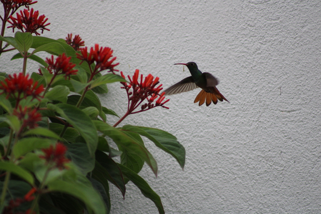 Colibrí Vientre Canelo desde Víctor Manuel Santos, 79202 Tamuín, S.L.P ...