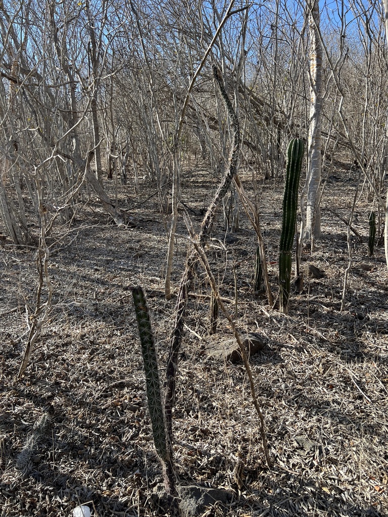 Octopus Cactus in April 2024 by baphomatt · iNaturalist