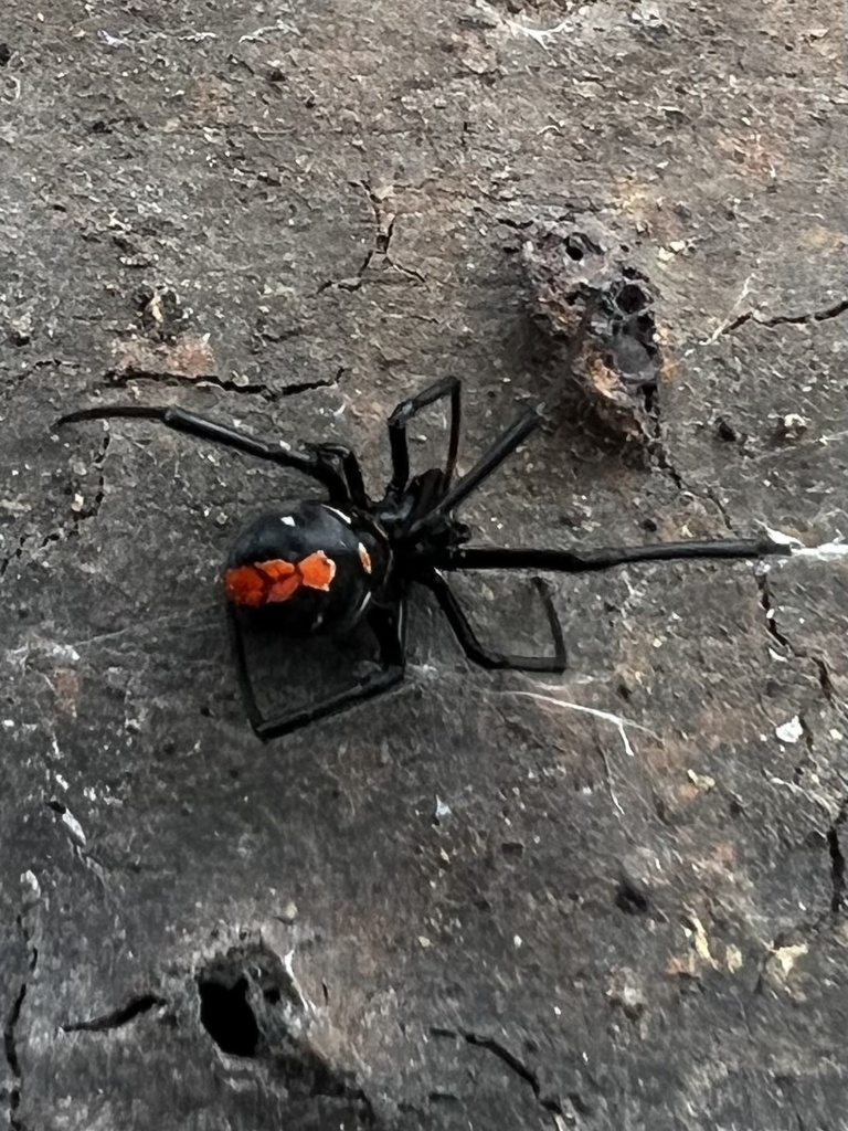 Redback Spider from Cartledge Reserve, Ivanhoe, VIC, AU on April 8 ...