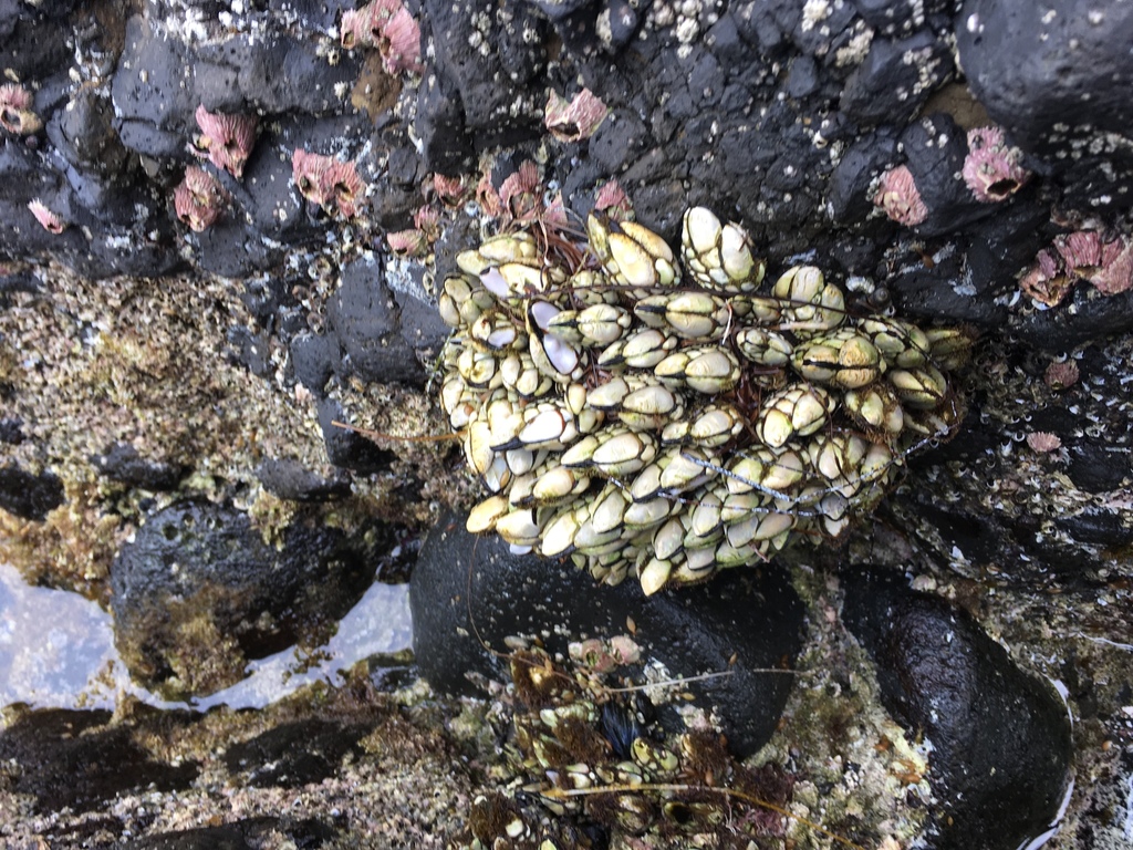 Gooseneck Barnacle from Pacific Ocean, , CA, US on April 27, 2019 at 10 ...