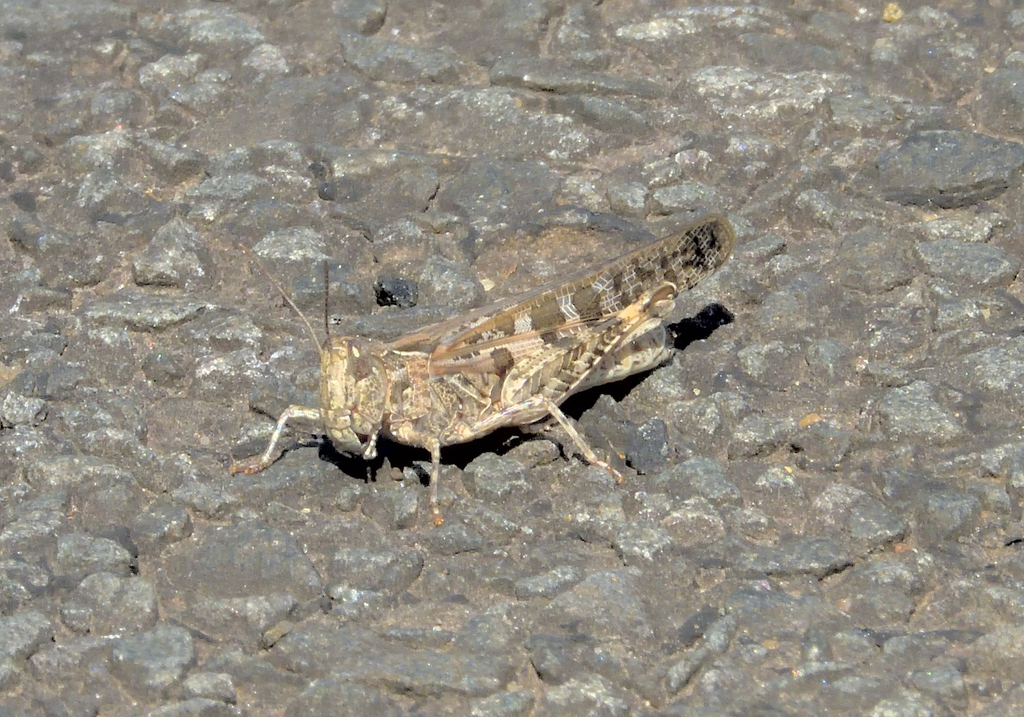 Australian Plague Locust from South Jacana Wetlands Melbourne Victoria ...