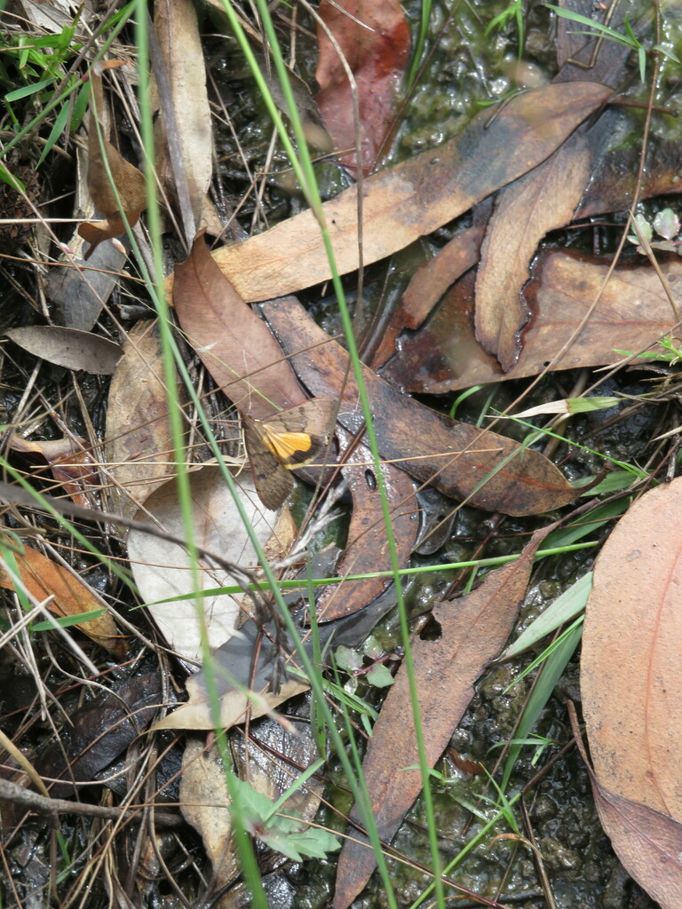 Tree Lucerne Moth from Brisbane QLD, Australia on April 8, 2024 at 02: ...