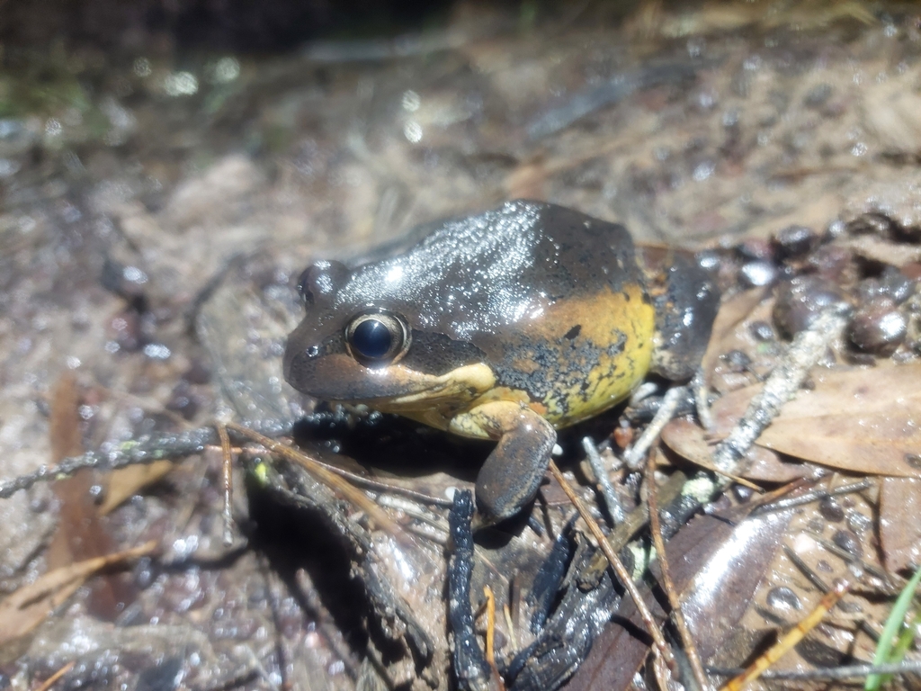 Northern Banjo Frog from Nandi QLD 4405, Australia on April 5, 2024 at ...