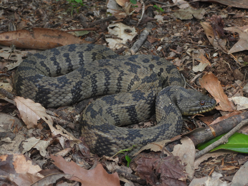 Diamondback Watersnake (Nerodia rhombifer) - Snakes and Lizards