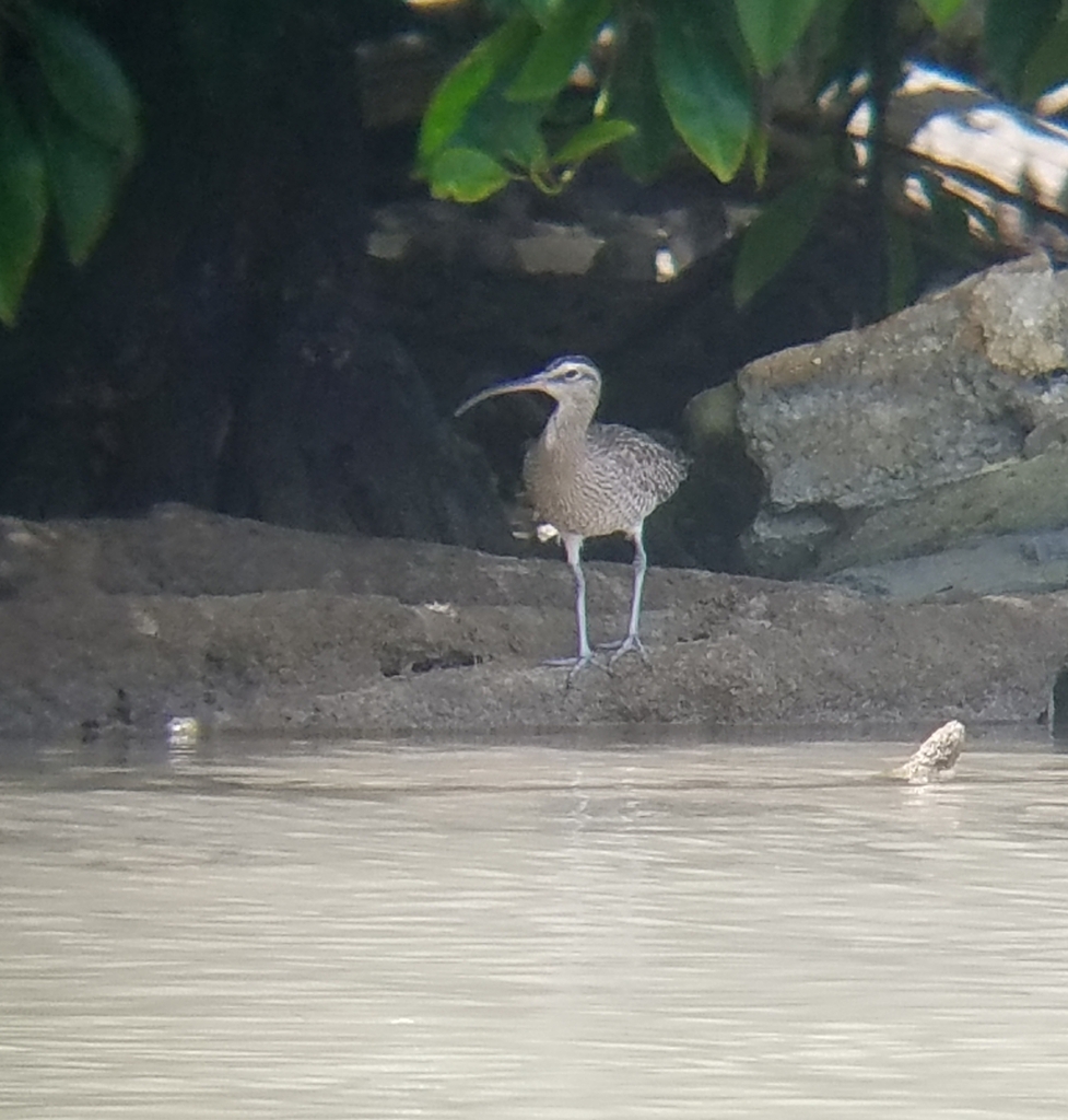 Whimbrel from 6PCJ+VQG Eloy S. Inos Peace Park, Puerto Rico, Saipan ...