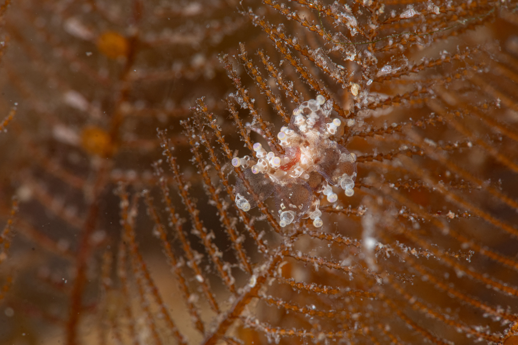 Eubranchus from Sorrento Pier on April 7, 2024 at 08:08 PM by johno34 ...