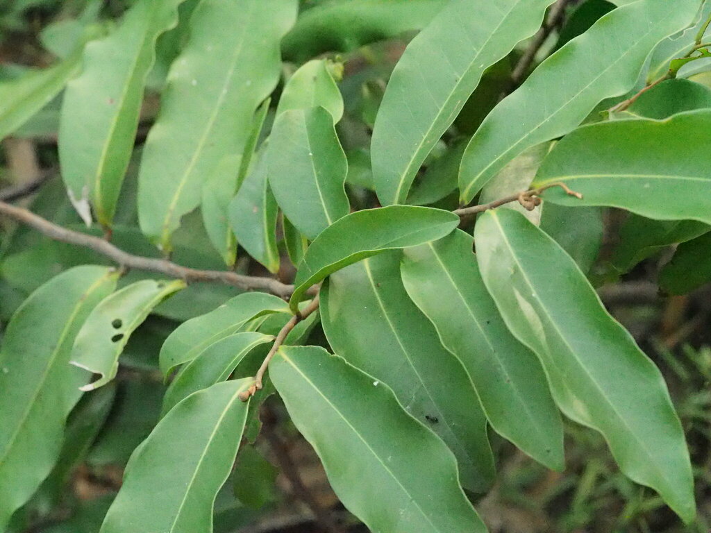 Zig-zag Vine from Mount Coot-Tha QLD 4066, Australia on April 8, 2024 ...