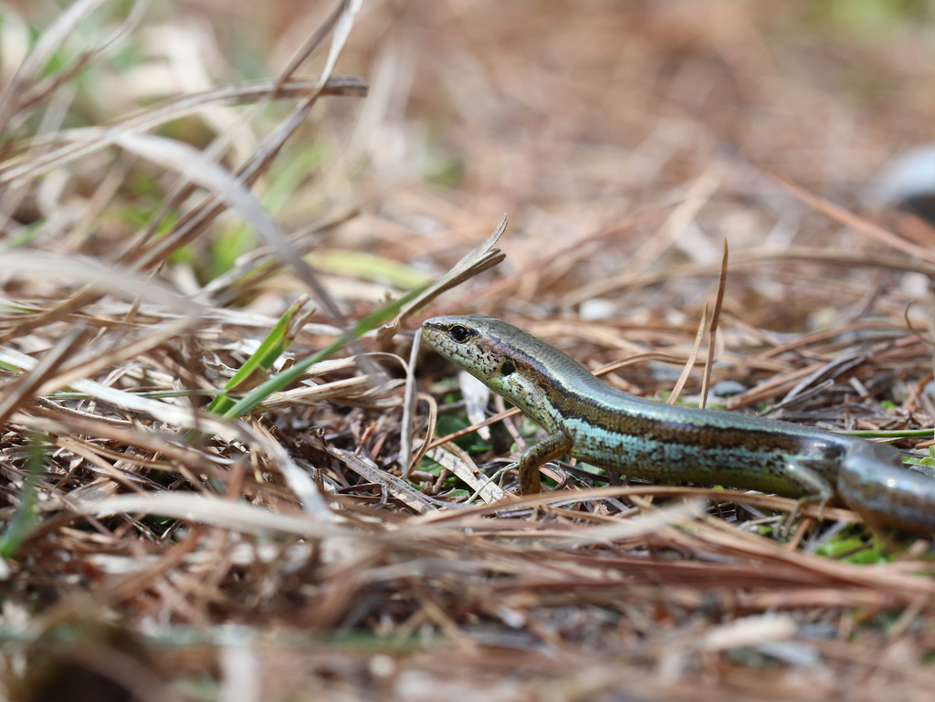 Taiwan Alpine Skink in March 2024 by Shao Qi · iNaturalist