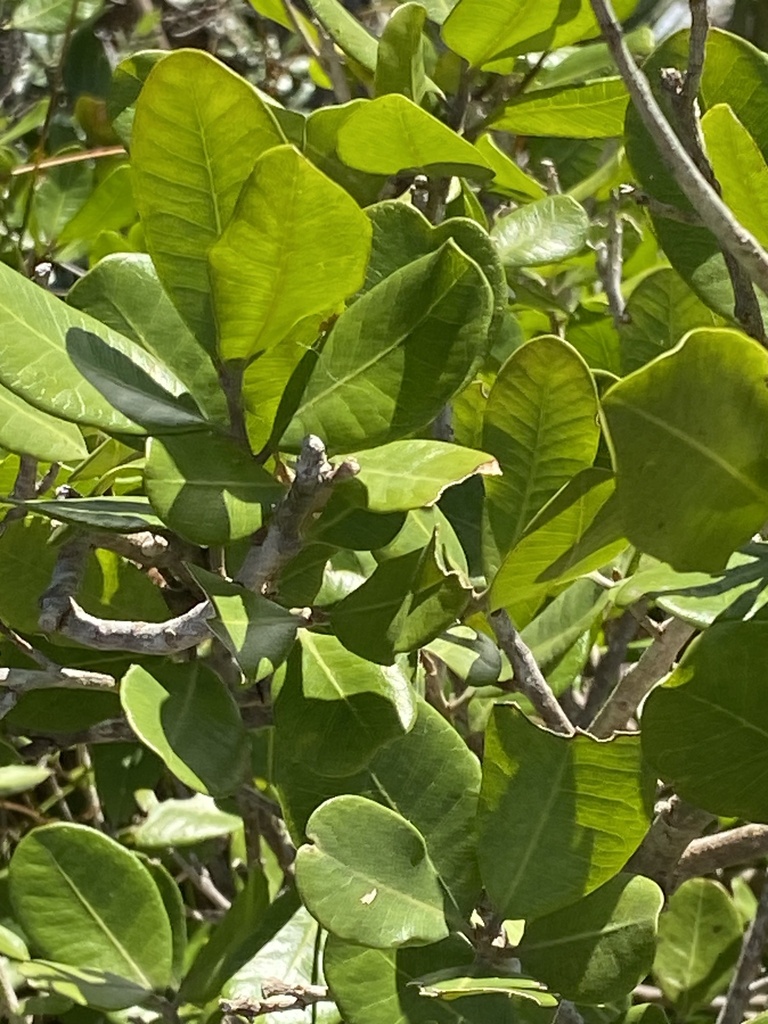 Tawapou from North Island / Te Ika-a-Māui, Kaitaia, Northland, NZ on ...