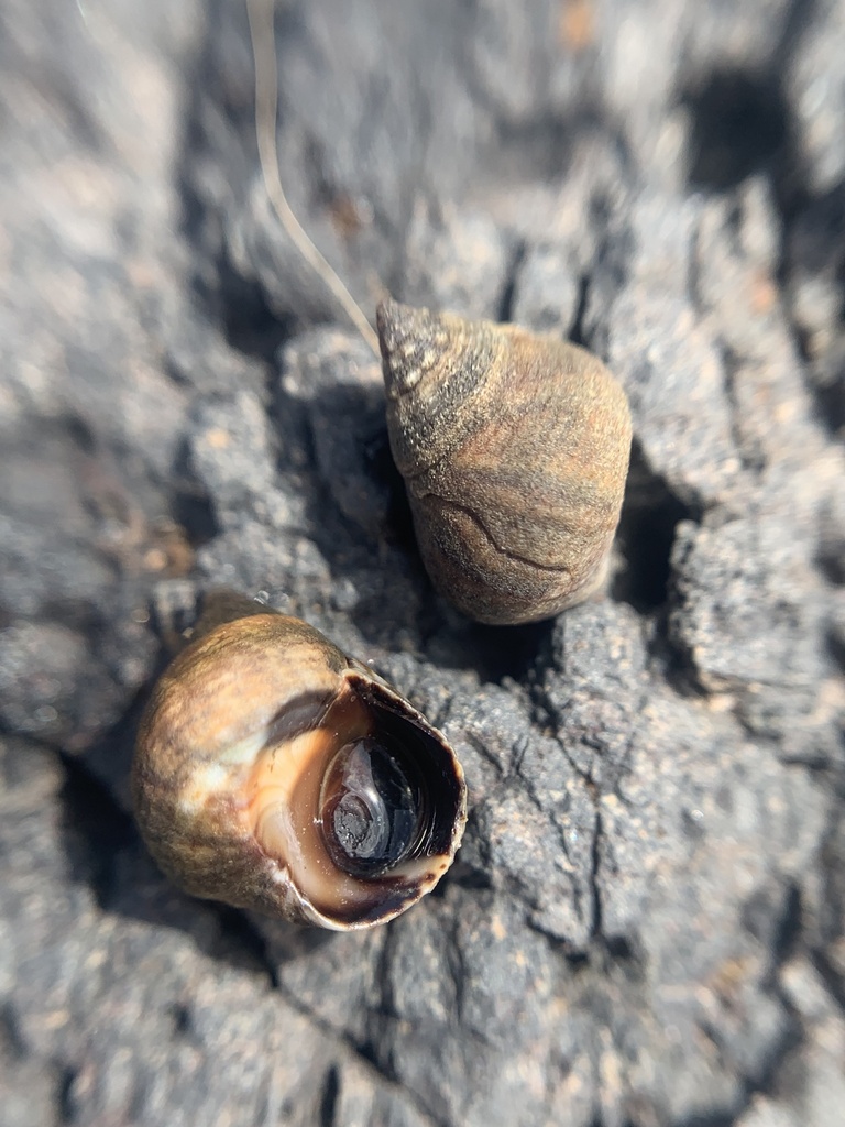 Tectarius striatus from Tenerife, San Cristóbal de La Laguna, Santa ...