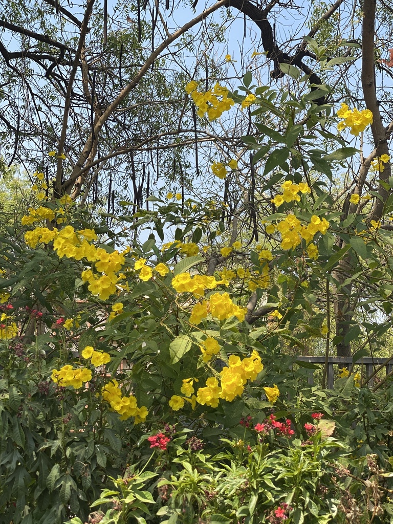yellow trumpet flower from Shree MN Desai Marg, Ahmedabad, GJ, IN on ...