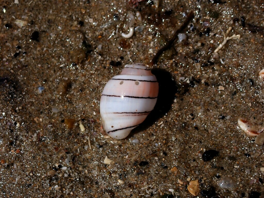 Pink Bubble Snail from Woody Head NSW 2466, Australia on April 8, 2024 ...