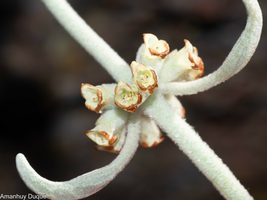 Sideritis soluta soluta (Tenerife Plants Lamiales) · iNaturalist