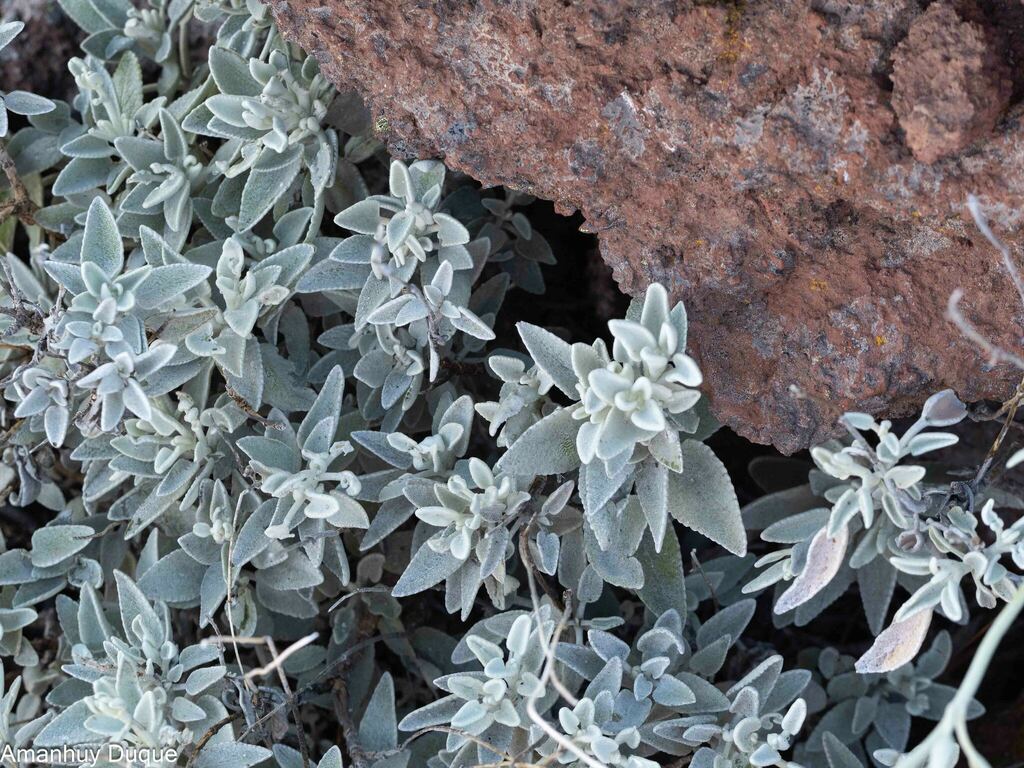 Sideritis soluta soluta (Tenerife Plants Lamiales) · iNaturalist