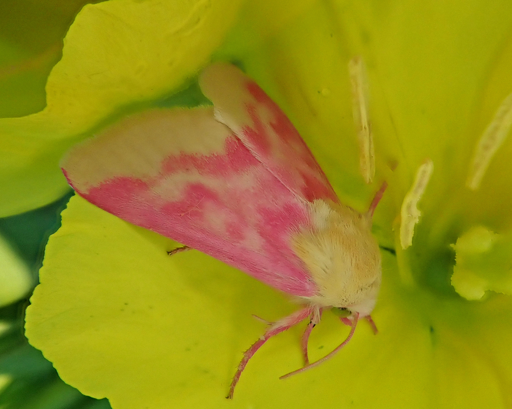 Primrose Moth from Salem, NH 03079, USA on August 7, 2022 at 06:28 AM ...