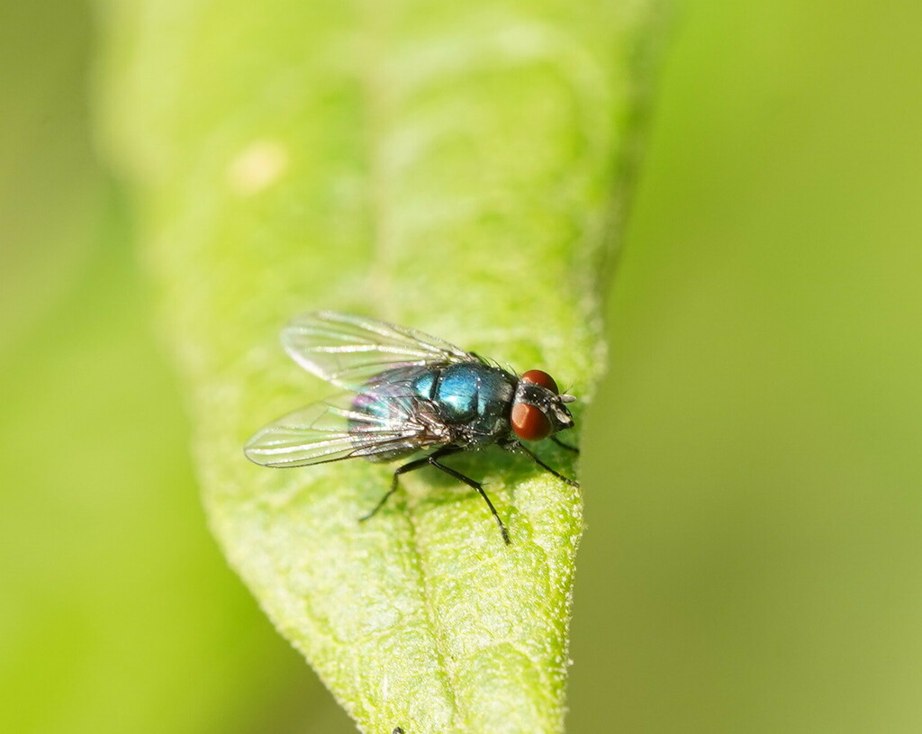 Pyrellia from Melbourne VIC, Australia on February 25, 2024 at 09:46 AM ...