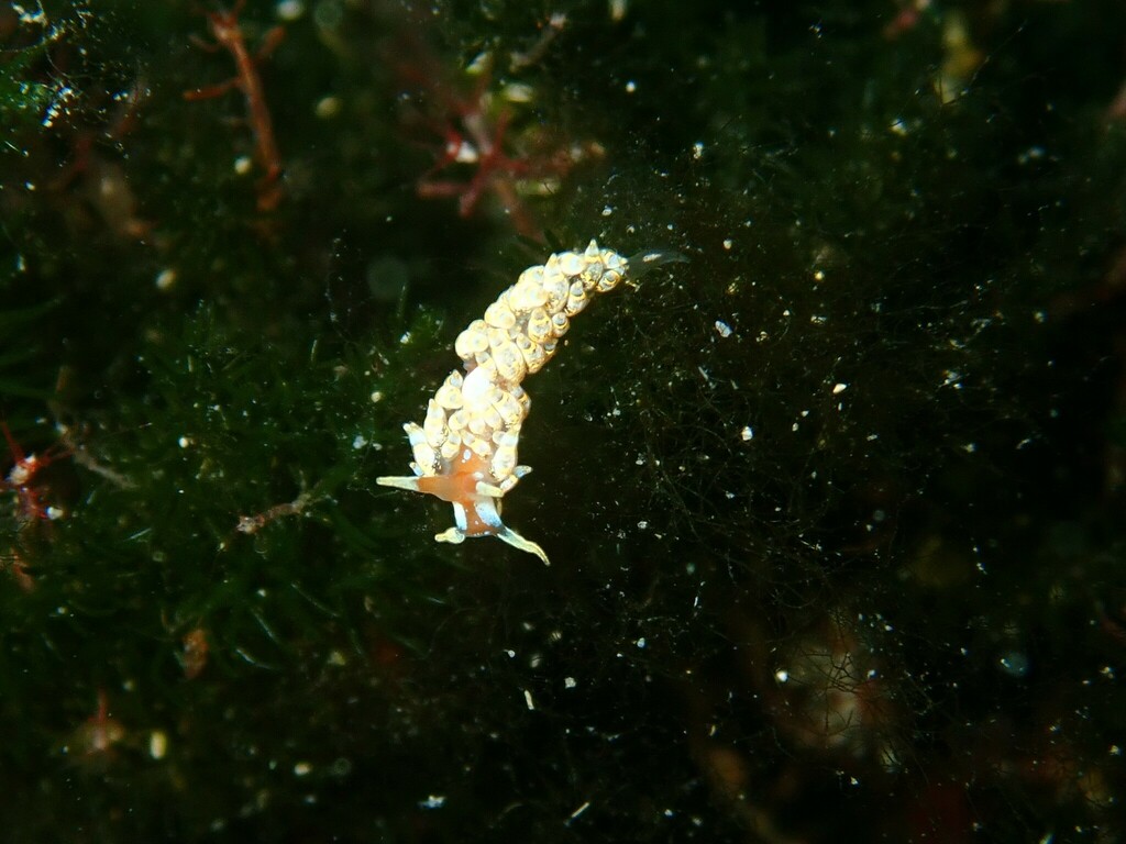 Trinchesia from South Channel Fort on April 4, 2024 at 11:53 AM by Nick ...