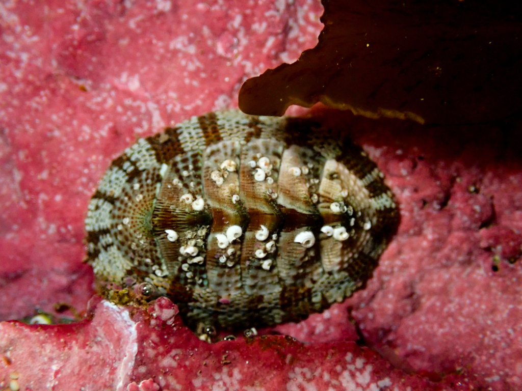 Snakeskin Chiton from Bateau Bay Beach, NSW, Australia on April 8, 2024 ...