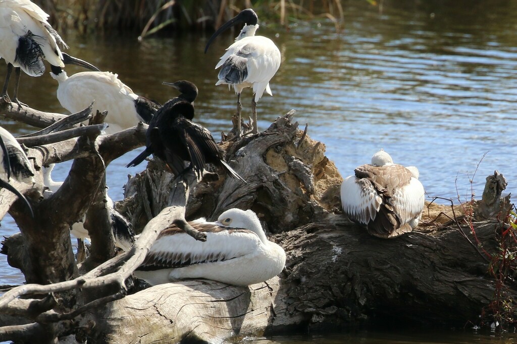 Australian Pelican from Jerrabomberra Wetlands, ACT, Australia on April 8, 2024 at 02:16 PM by ...