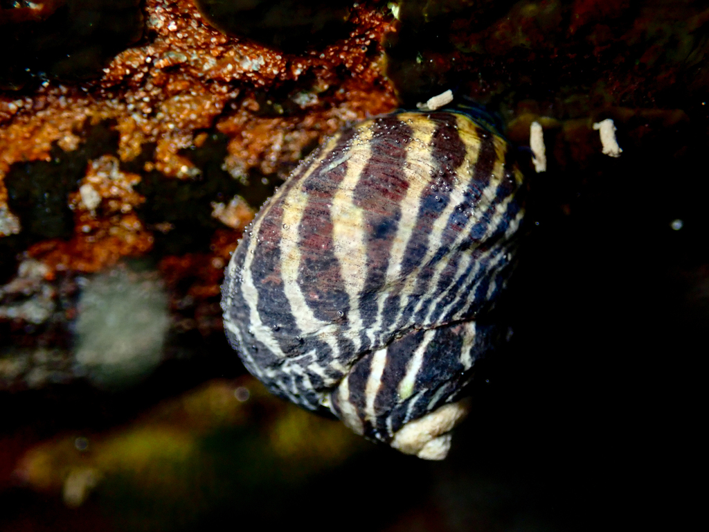 Zebra Top Snail from Bateau Bay Beach, NSW, Australia on April 8, 2024 ...