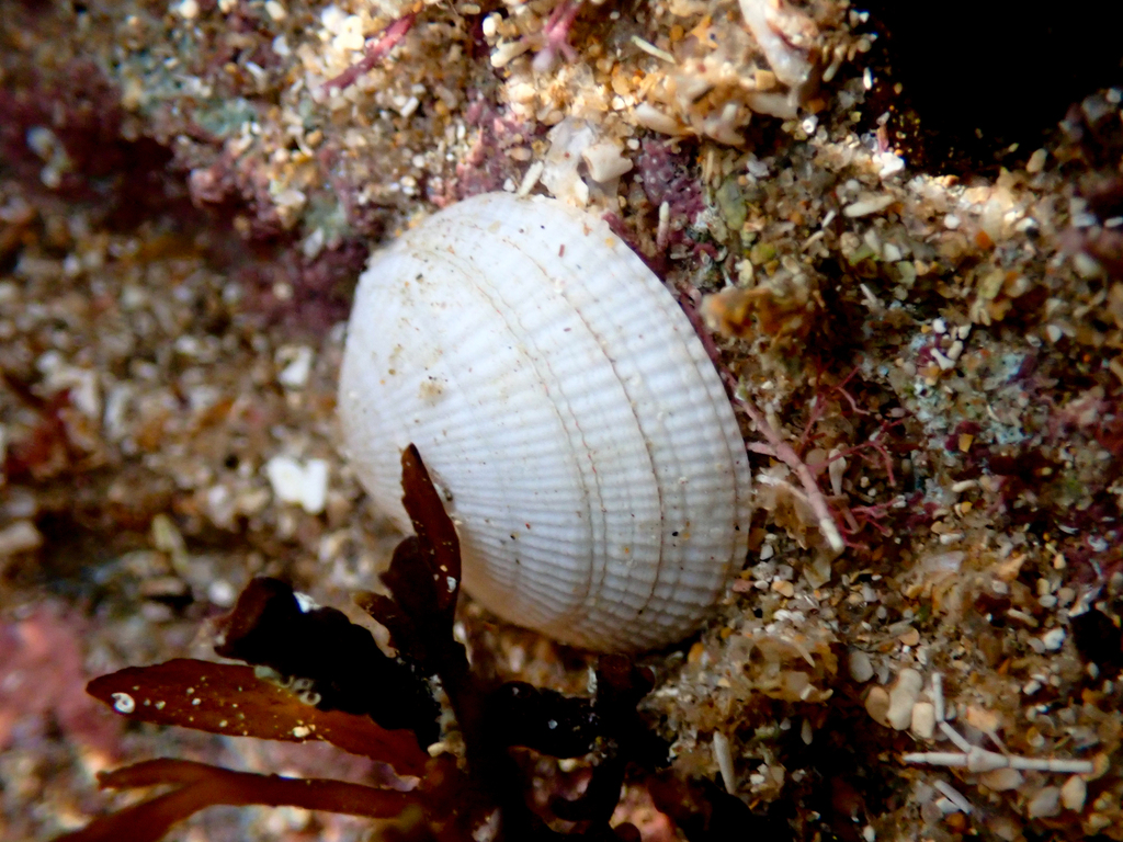 Codakia rugifera from Bateau Bay Beach, NSW, Australia on April 8, 2024 ...