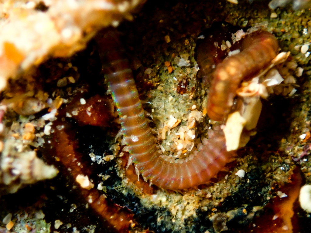 Eunicidae from Bateau Bay Beach, NSW, Australia on April 8, 2024 at 03: ...