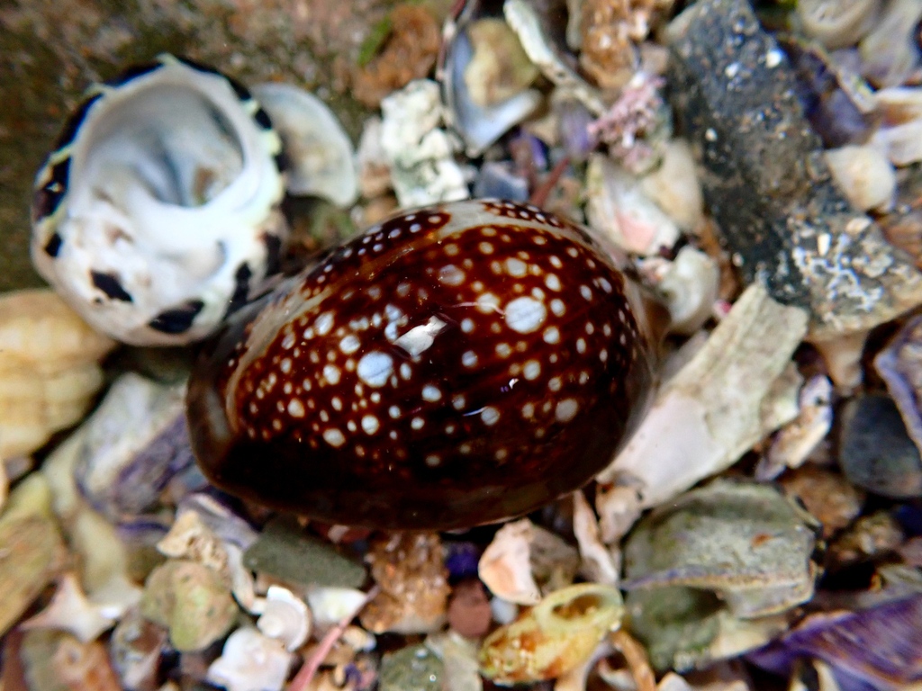 Snakehead Cowrie from Bateau Bay Beach, NSW, Australia on April 8, 2024 ...
